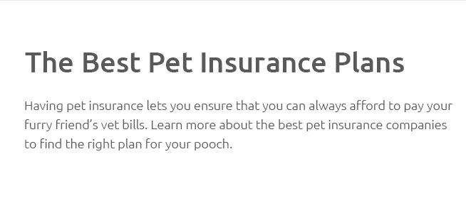 Best Pet Insurance for Cats: Top Picks and Coverage Options